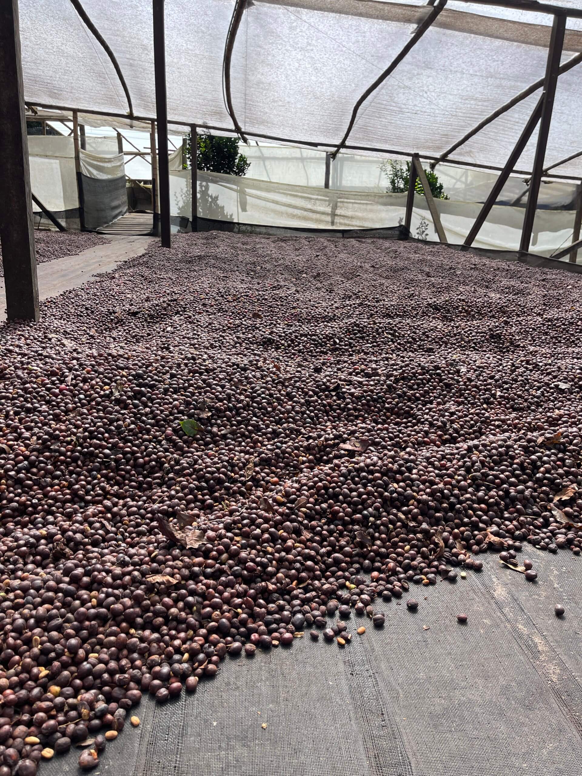 Family Owned Coffee Company - One Line Coffee